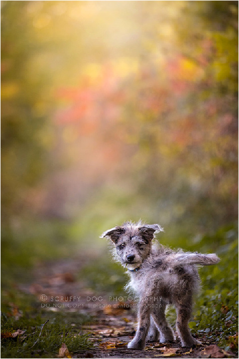 scruffy dog photography | award-winning professional pet photographer ...