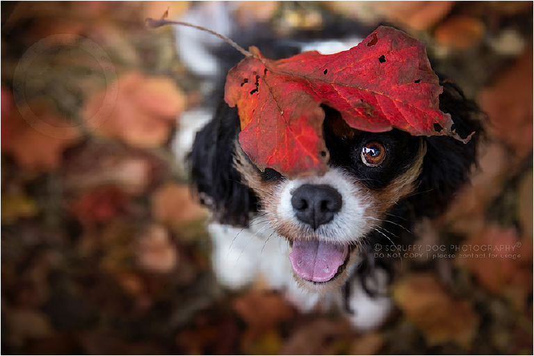 scruffy dog photography | award-winning professional pet photographer ...