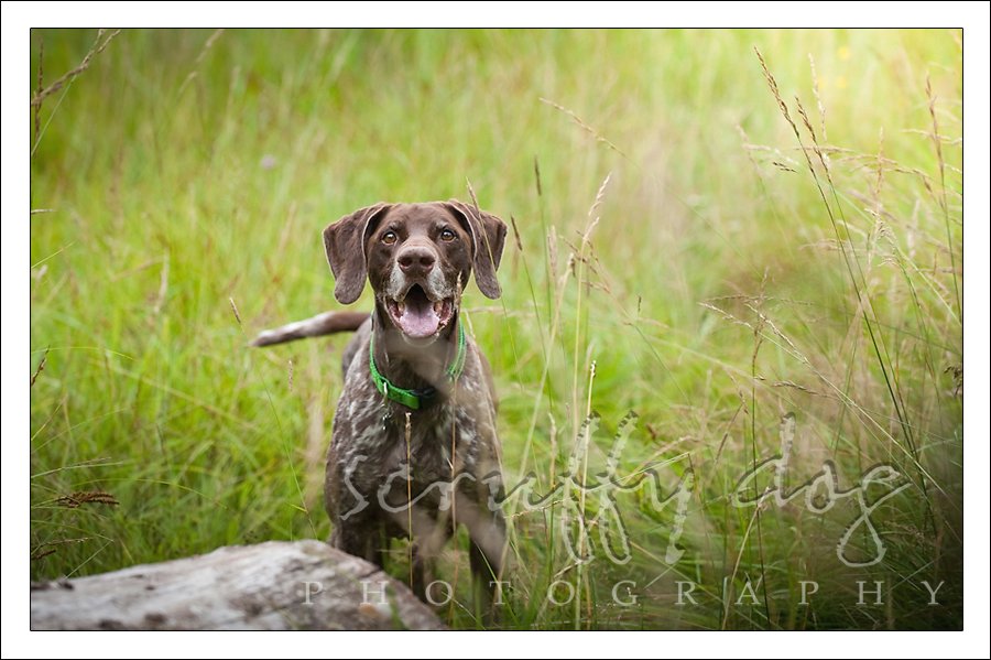 GSPs running amok ~ {Waterloo dog photographer} - scruffy dog ...