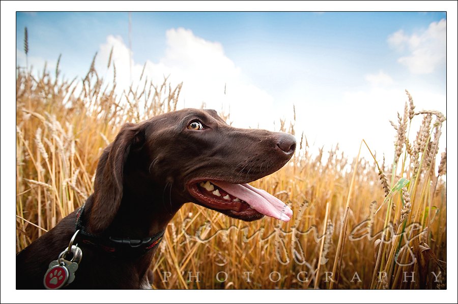 wild whacky GSPs ~ {Waterloo dog photographer} - scruffy dog ...