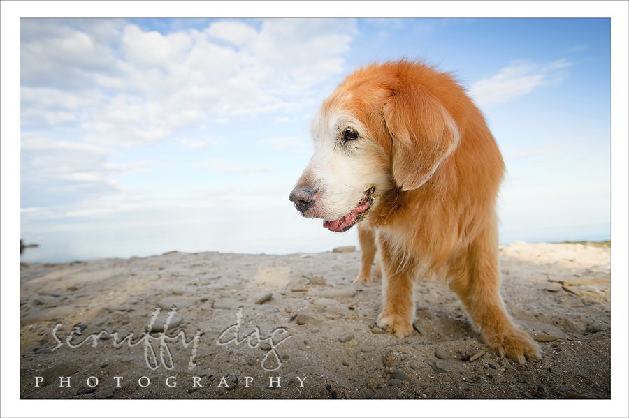 old girl cassy ~ {Oakville, Ontario pet photographer} - scruffy dog ...