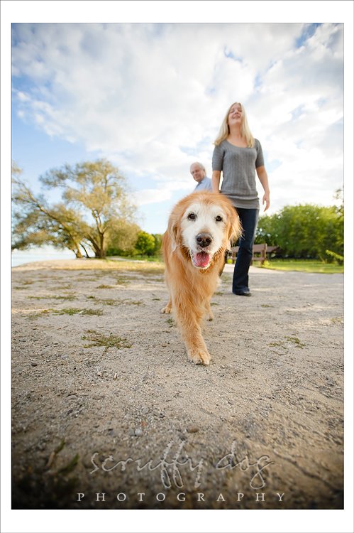 old girl cassy ~ {Oakville, Ontario pet photographer} - scruffy dog ...