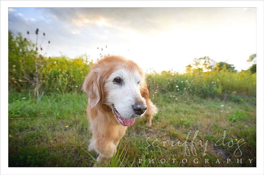 old girl cassy ~ {Oakville, Ontario pet photographer} - scruffy dog ...