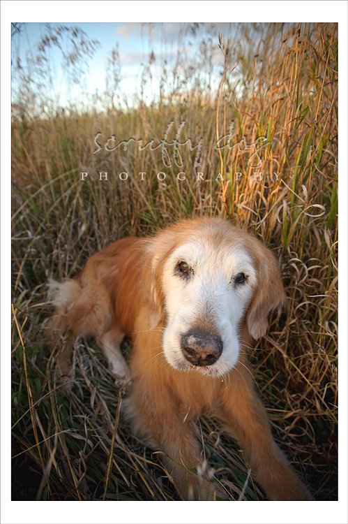 old girl cassy ~ {Oakville, Ontario pet photographer} - scruffy dog ...