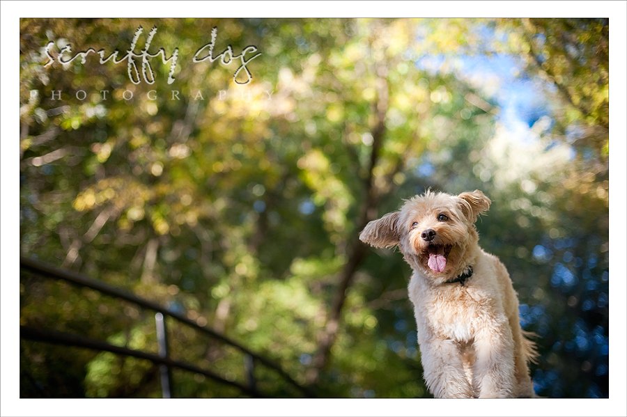 perpetual puppy riley ~ sneak peek ~ {Toronto dog photographer ...