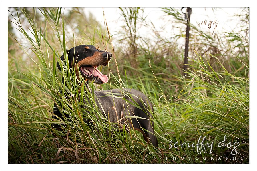 big boy chai ~ {Waterloo, Ontario dog photographer} - scruffy dog ...