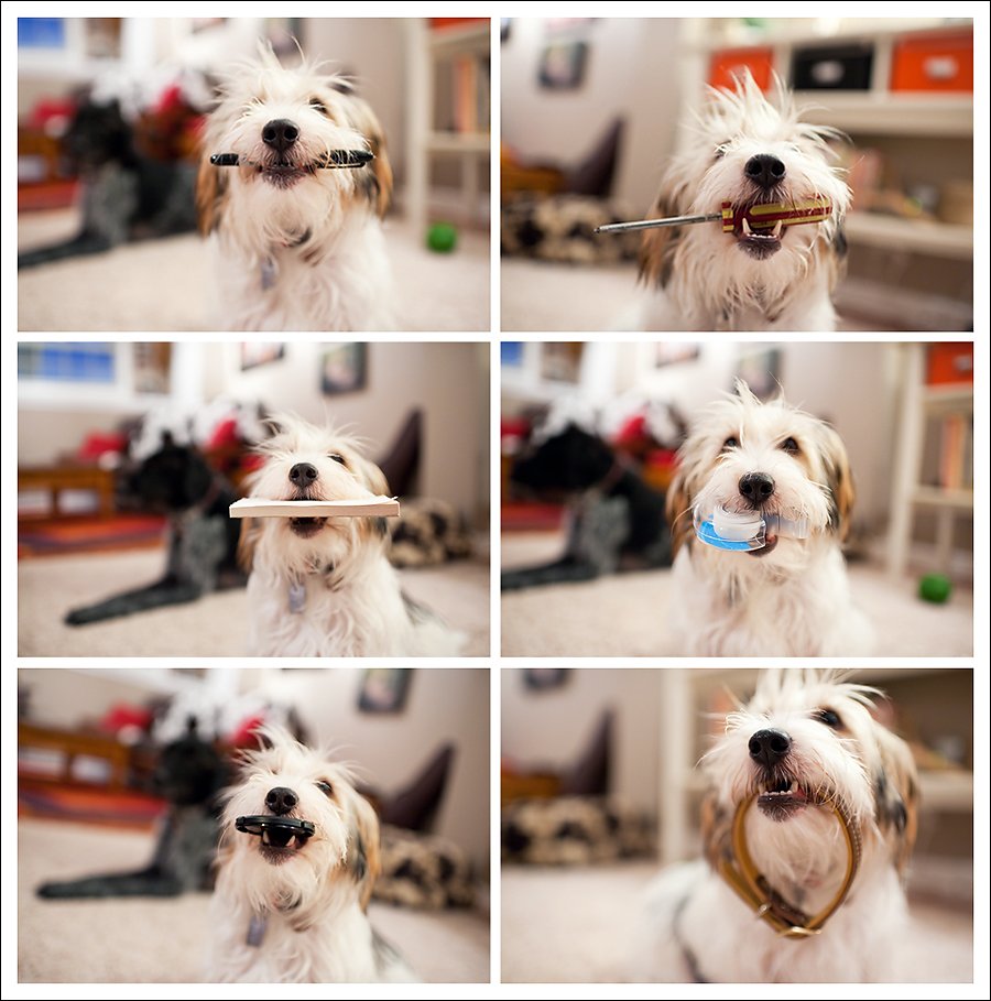 merrick ~ model in-training ~ {Ontario pet photographer} - scruffy dog ...