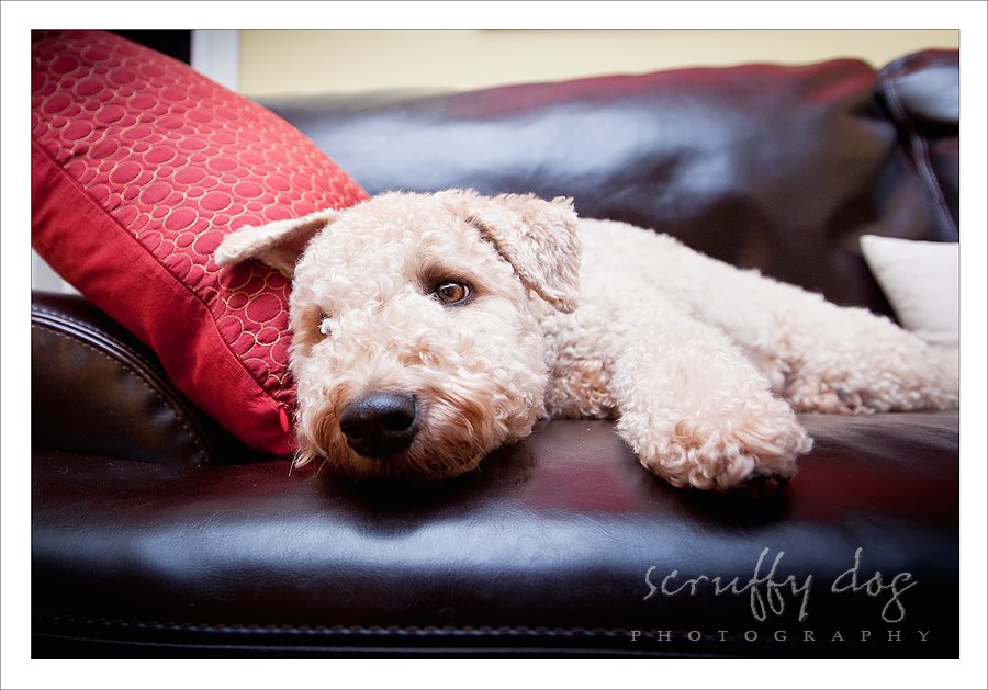 koda ~ {Toronto pet-exclusive photographer} - scruffy dog photography ...