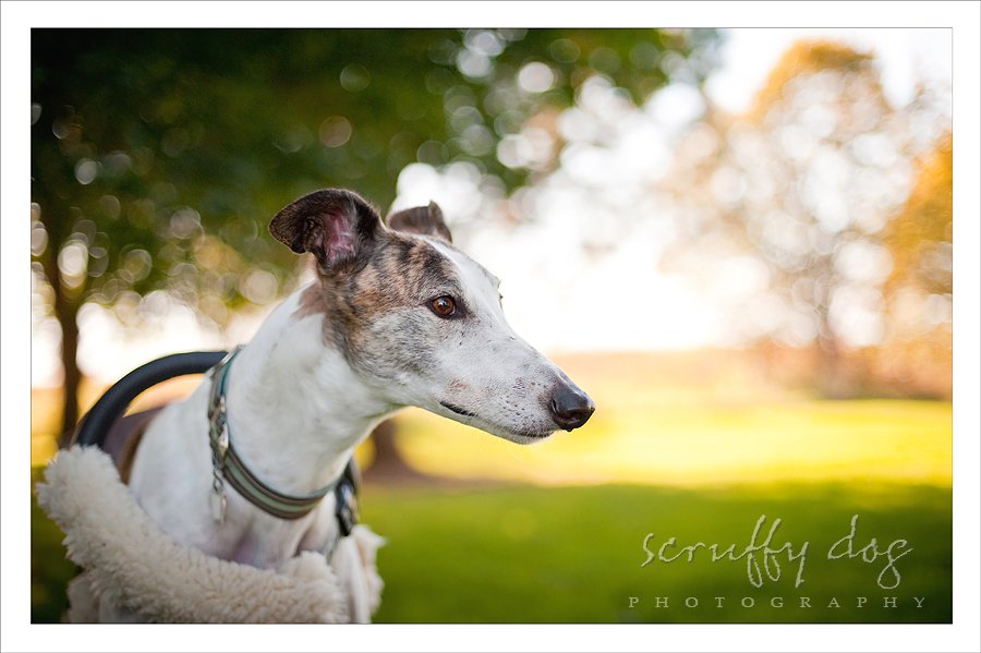 the eight pack: part III ~ {Elora, Ontario pet photographer} - scruffy ...