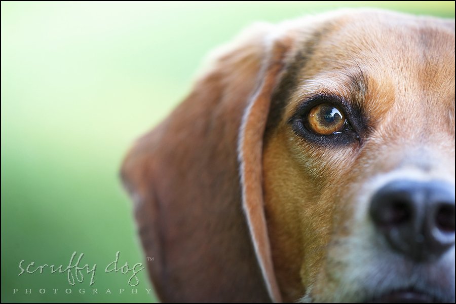 the many faces of Dug ~ {Guelph, Ontario pet photographer} - scruffy ...