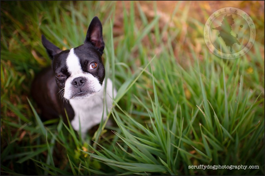 welcome to the new scruffy dog logo! ~ {Ontario pet photographer ...