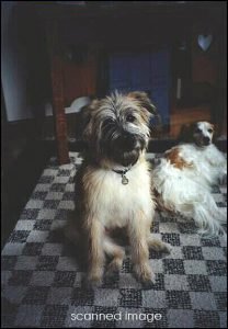 Murph ~ DOGS WE'VE LOVED ~ Ontario pet photographer - scruffy dog ...