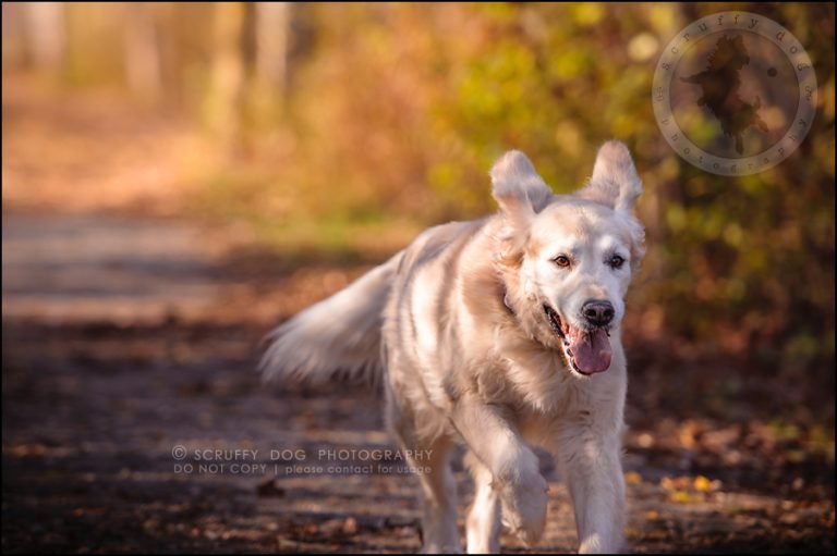 Basil ~ DOGS WE'VE LOVED ~ Cambridge pet photographer - scruffy dog ...