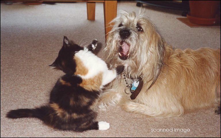 Murph ~ DOGS WE'VE LOVED ~ Ontario pet photographer - scruffy dog ...