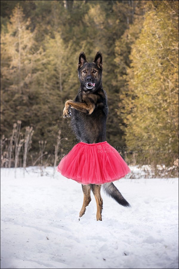 scruffy dog photography | award-winning professional pet photographer ...