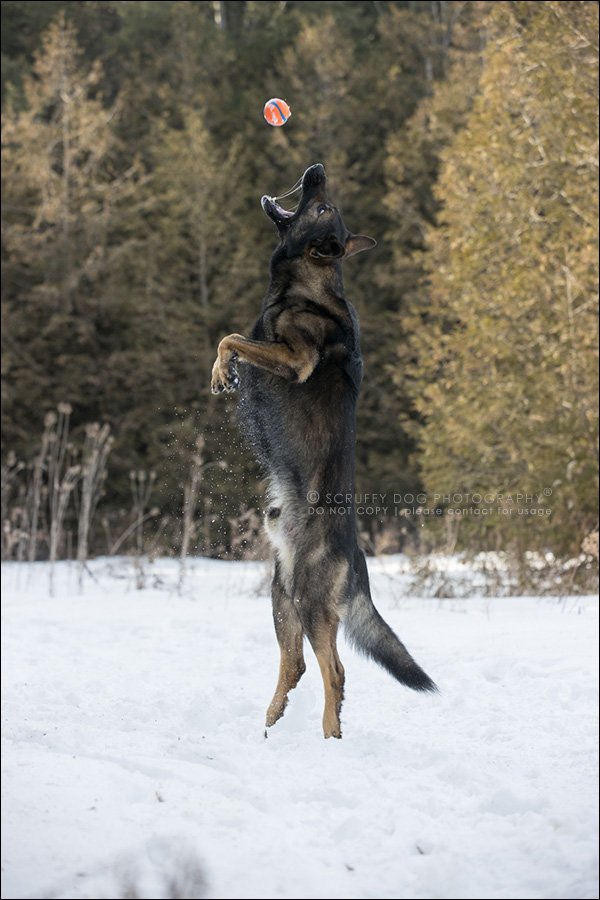 scruffy dog photography | award-winning professional pet photographer ...