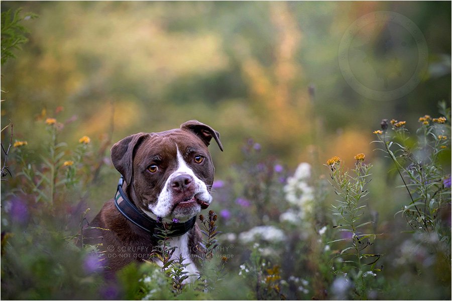 scruffy dog photography | award-winning professional pet photographer ...