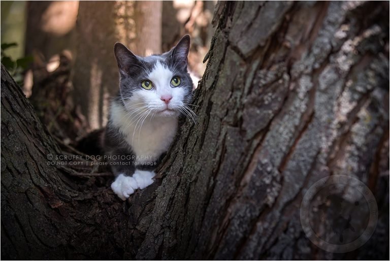 scruffy dog photography | award-winning professional pet photographer ...