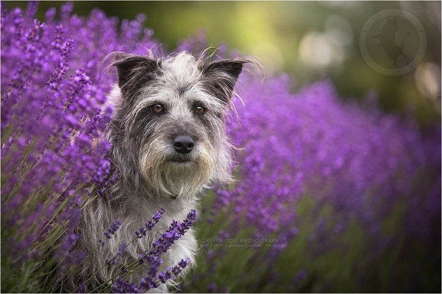 scruffy dog photography | award-winning professional pet photographer ...