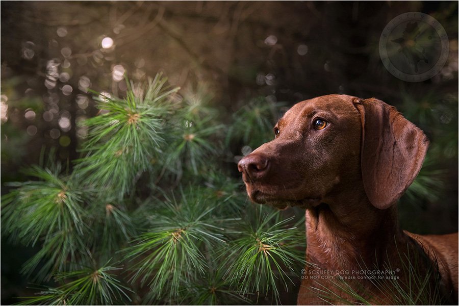 scruffy dog photography | award-winning professional pet photographer ...