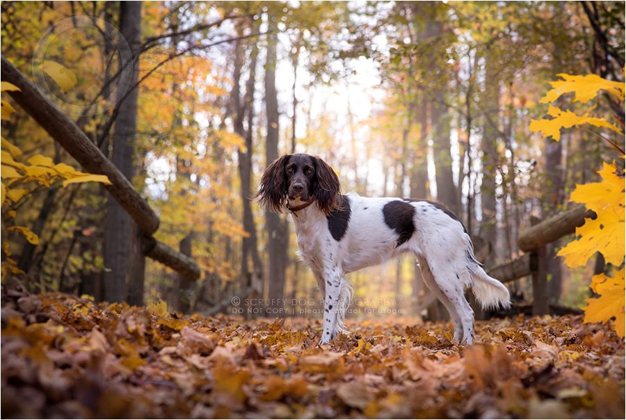 scruffy dog photography | award-winning professional pet photographer ...